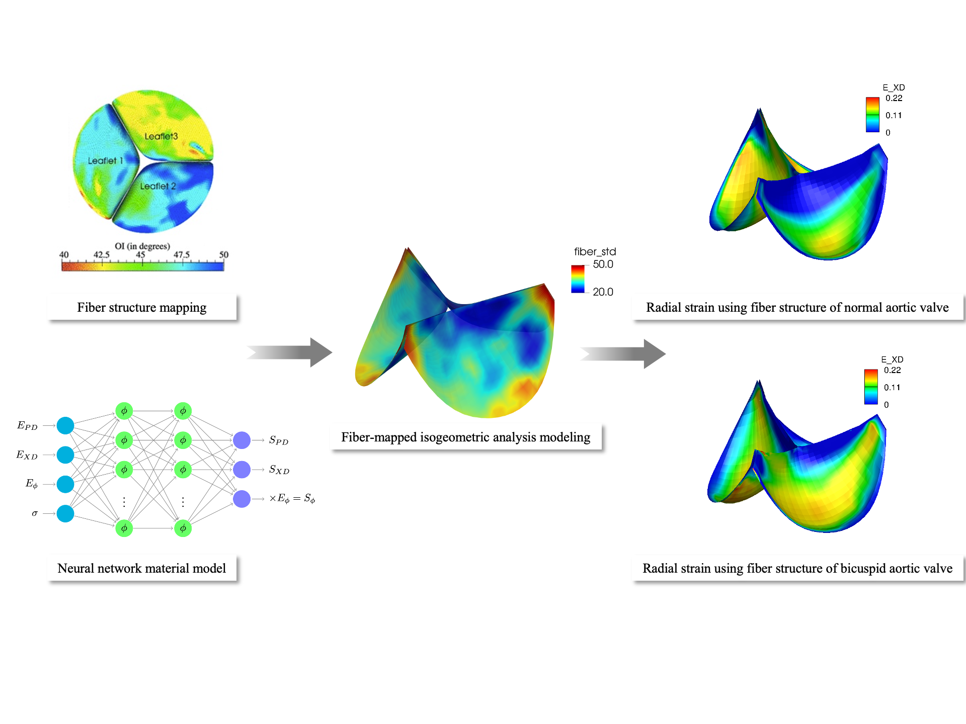 Center for Cardiovascular Simulation | University of Texas
